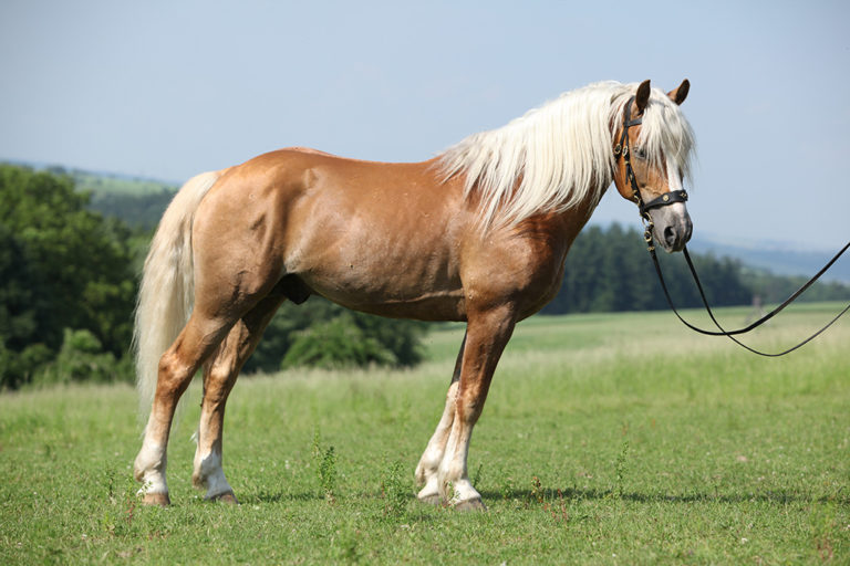 Haflinger: Die besten Tipps und Infos zur blonden Pferderasse!
